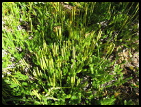Lycopodium_clavatum_Keulenbärlapp - Heilpflanzen und Rauschkräuter