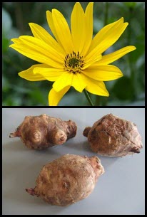 Blüte HelianthusTuberosus - Heilpflanzen und Rauschkräuter