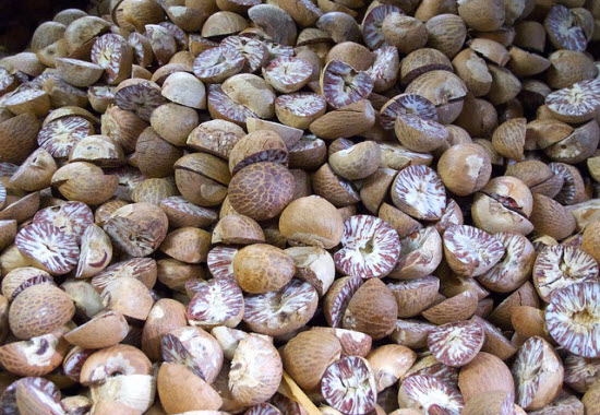 Muskatnußbaum (Myristica fragrans) - psychotropes Gewürz