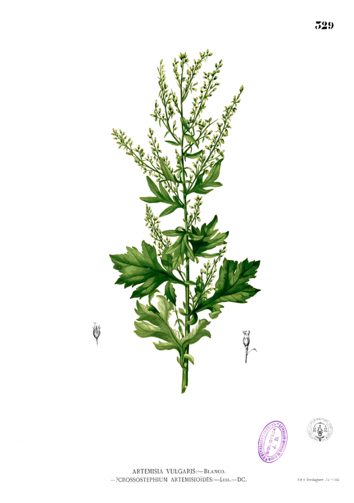 Artemisia_vulgaris_Blanco - Heilpflanzen und Rauschkräuter